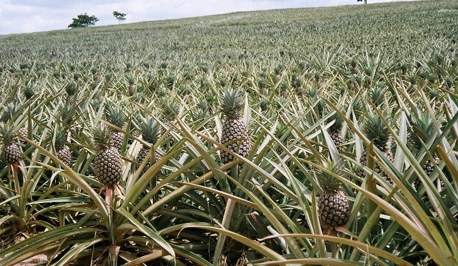 Farm – Axis Human Capital Limited